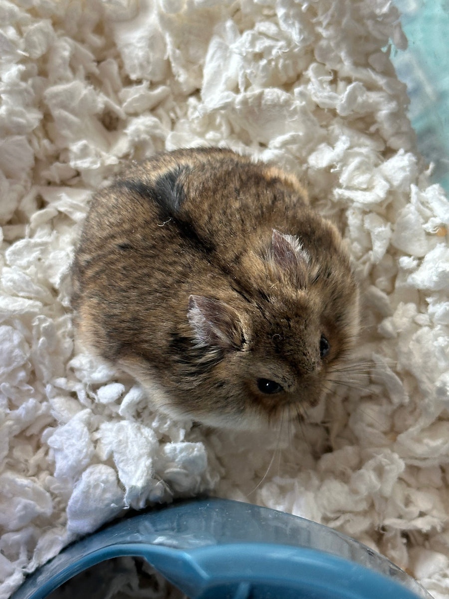 D072: Churro Hamster Sticker Sheet – hernameisSavvy